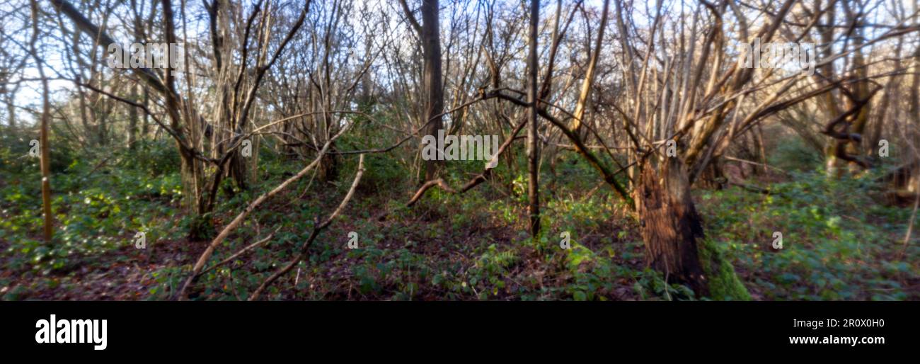 Pinhole Photography Woodland Series.New, Age-defying, digital age ...