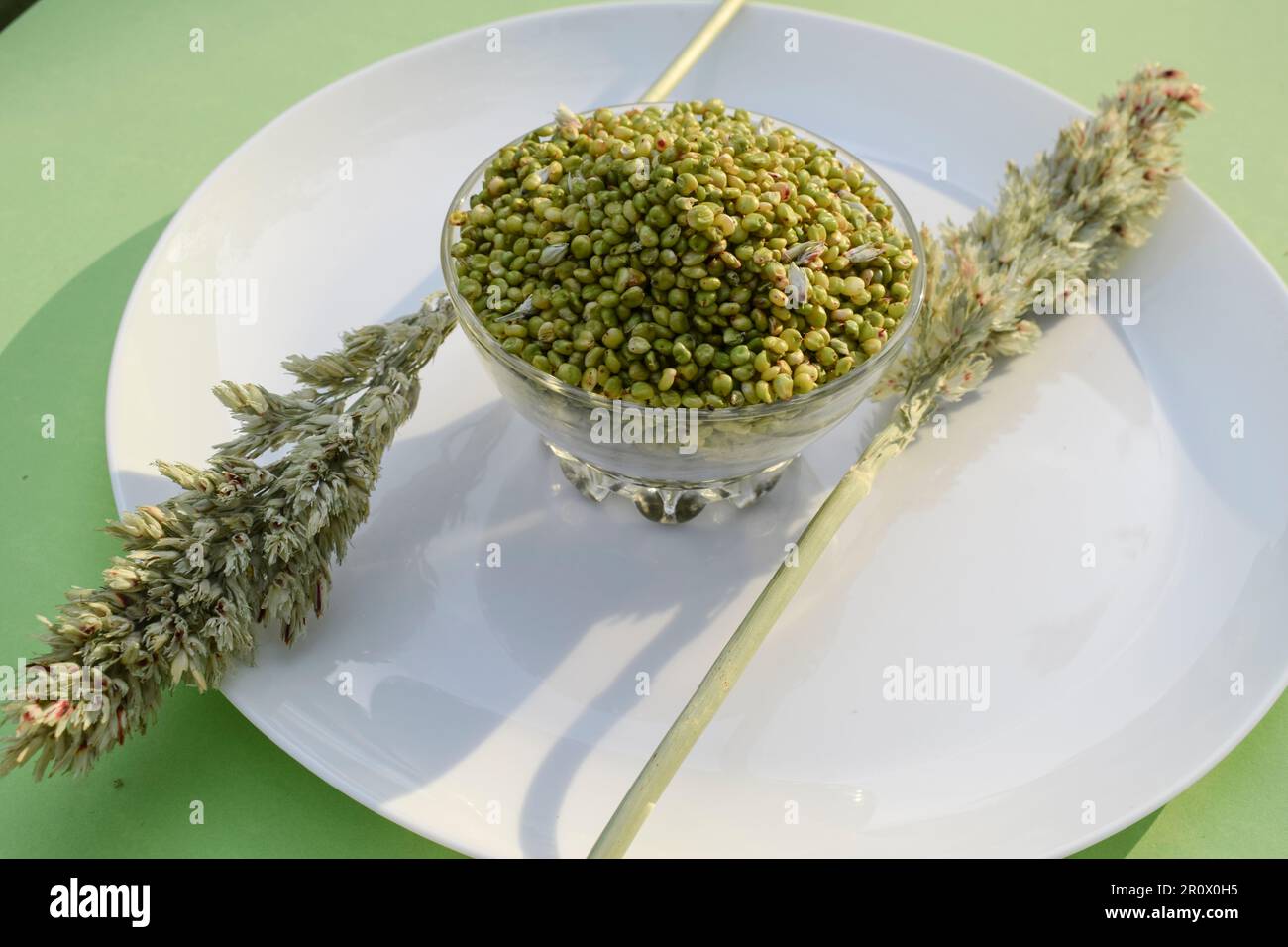 Tender Sorghum calle Green Jowar or Ponkh, Hurda healthy winter millets ...