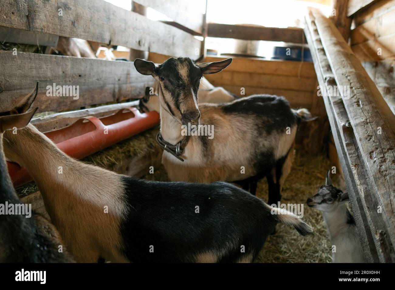Breeding of purebred alpine goats on the farm. Milky goats without ...