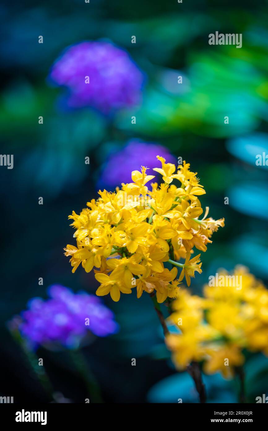 Rainbow orchid hi-res stock photography and images - Alamy