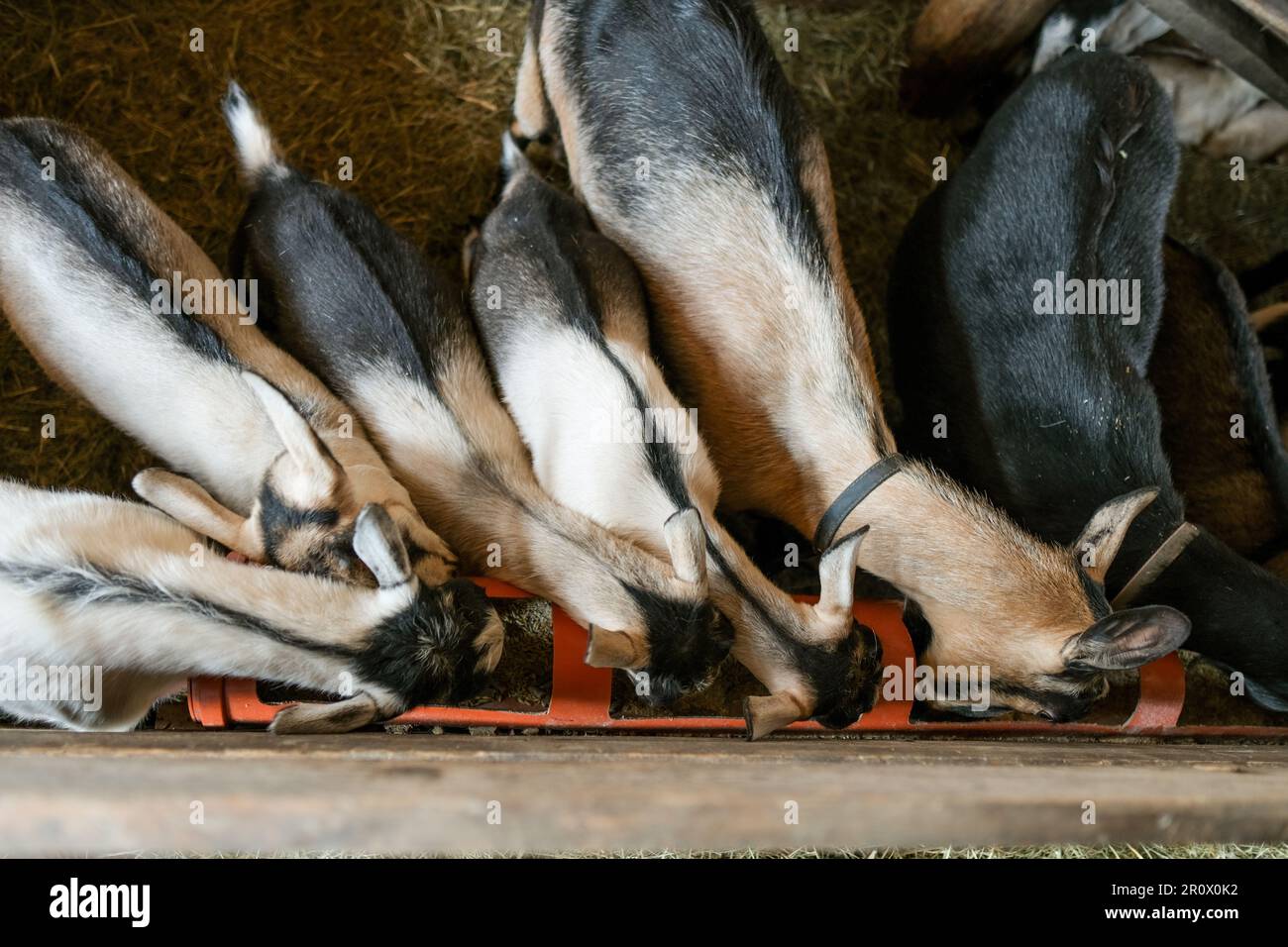 Breeding of purebred alpine goats on the farm. Milky goats without ...