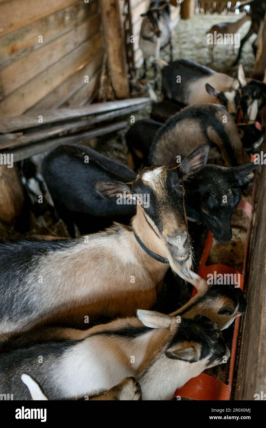 Breeding of purebred alpine goats on the farm. Milky goats without ...