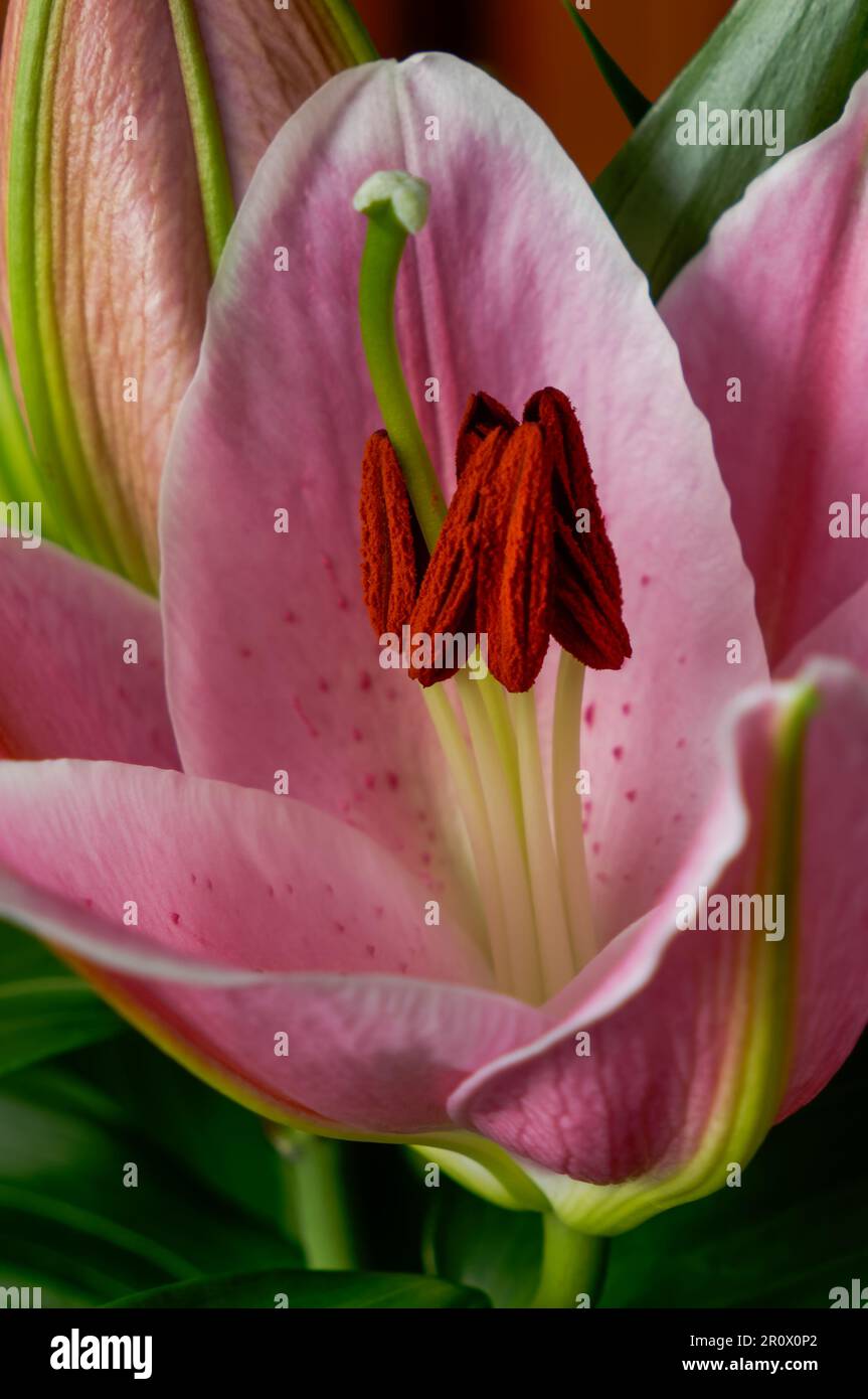 Asiatic lily,blooming colorful pink flower close up,decorative elegant ...