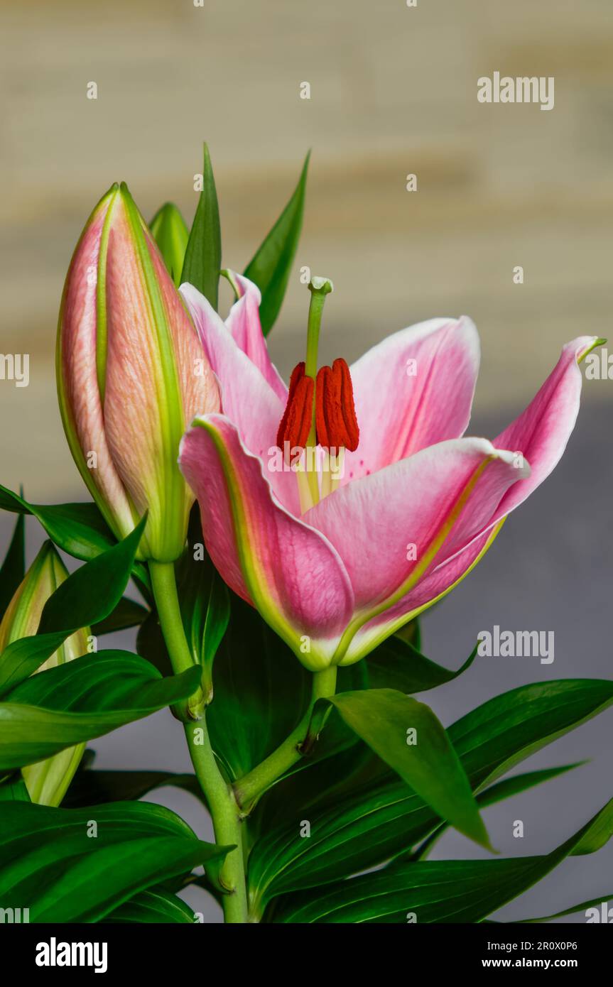 Asiatic lily,blooming colorful pink flower close up,decorative elegant ...