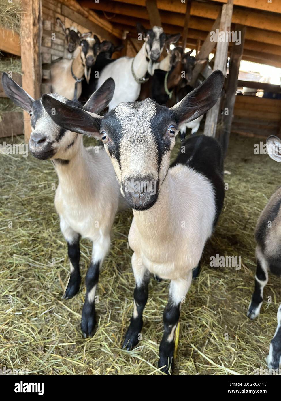 Breeding of purebred alpine goats on the farm. Milky goats without ...