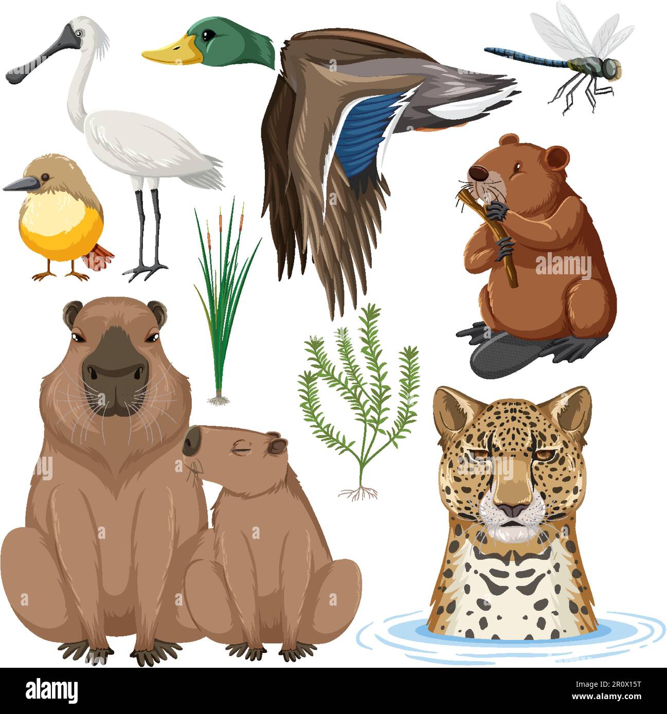 Various Wetland Animals Collection illustration Stock Vector Image ...
