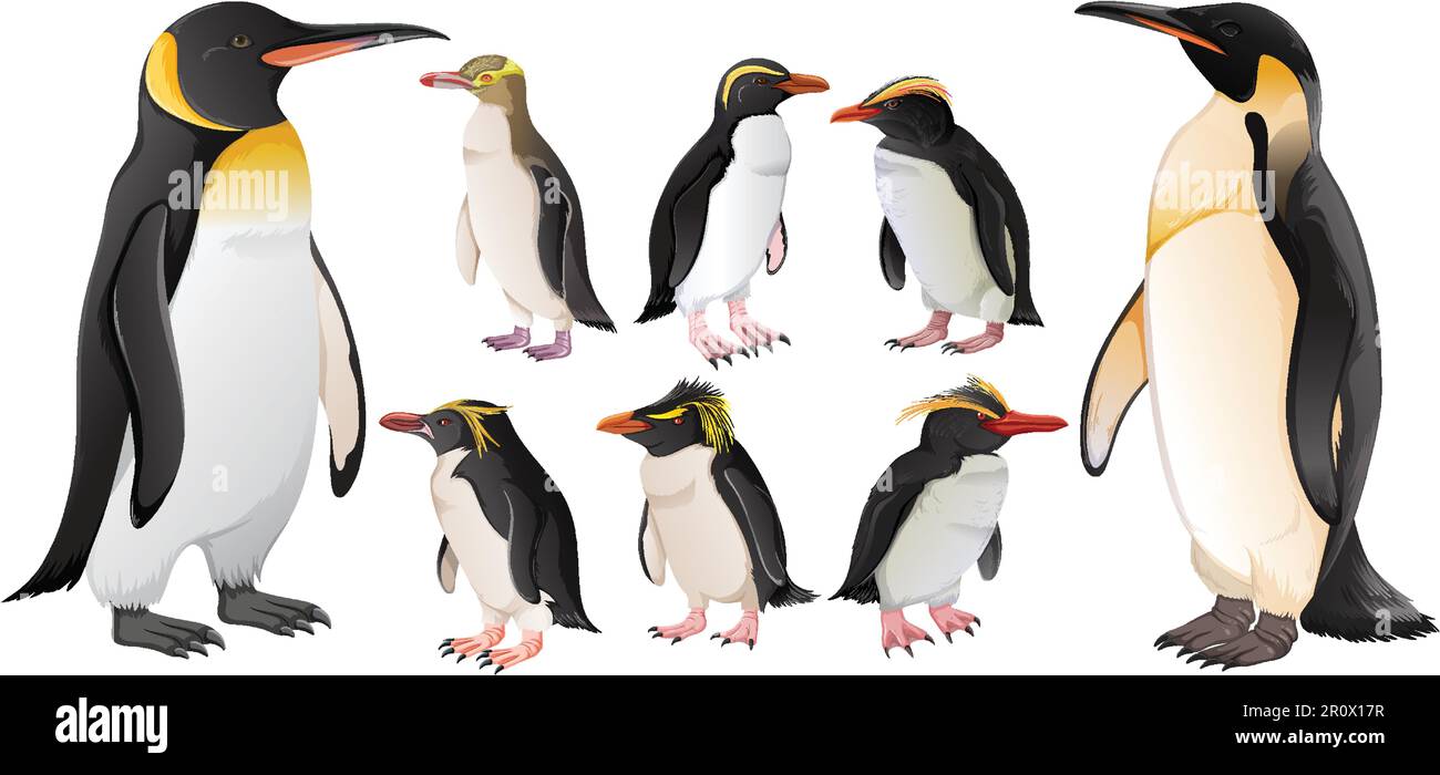 Set of penguins in different species illustration Stock Vector Image ...
