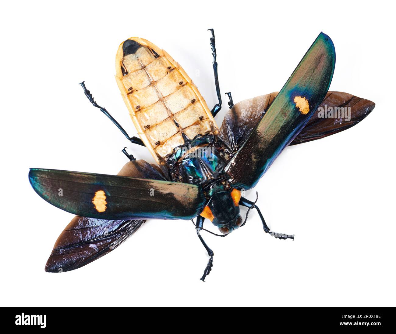 Closeup, animal and bug on studio white background with full body ...