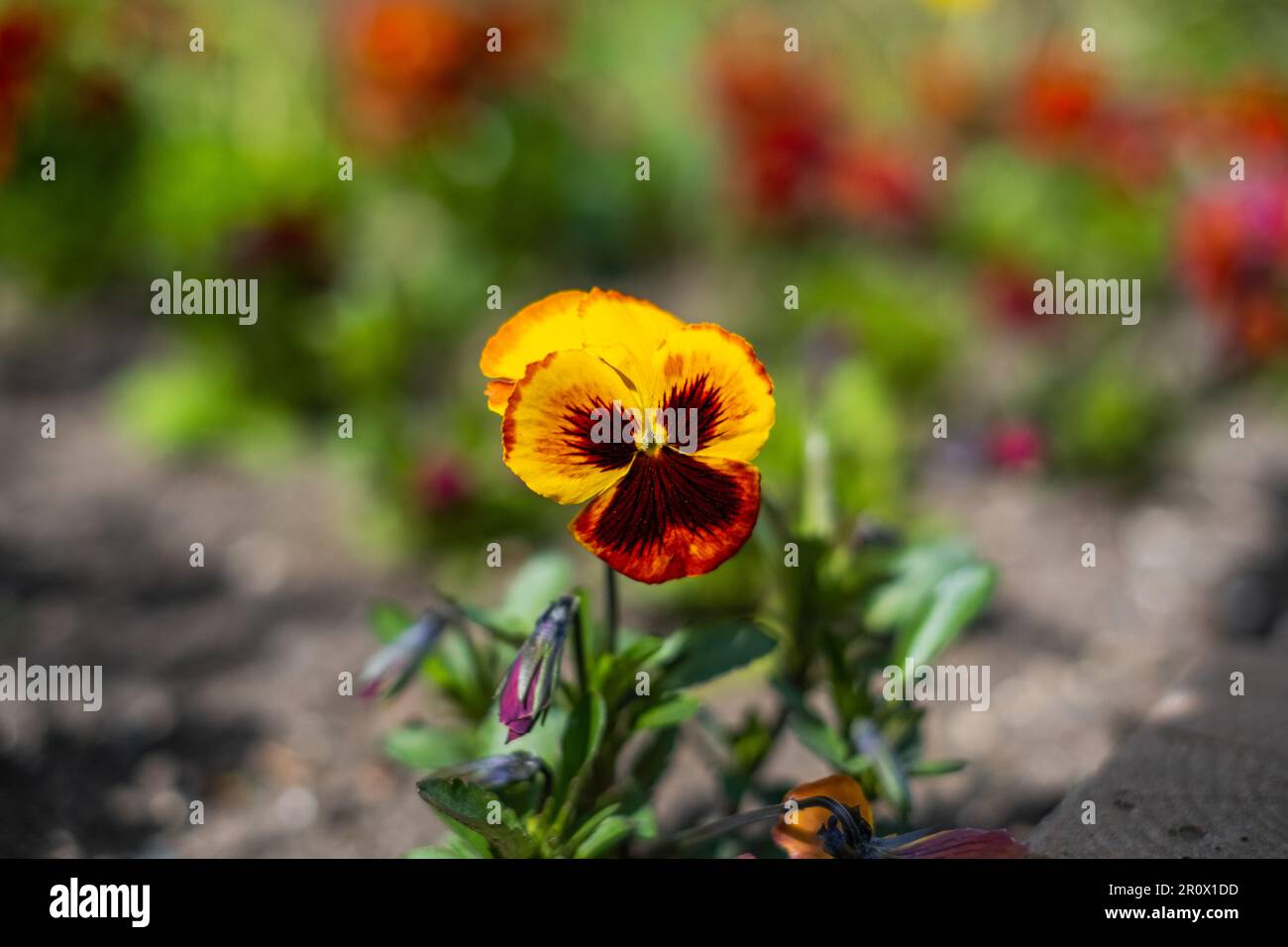 Bule green yellow hi-res stock photography and images - Alamy