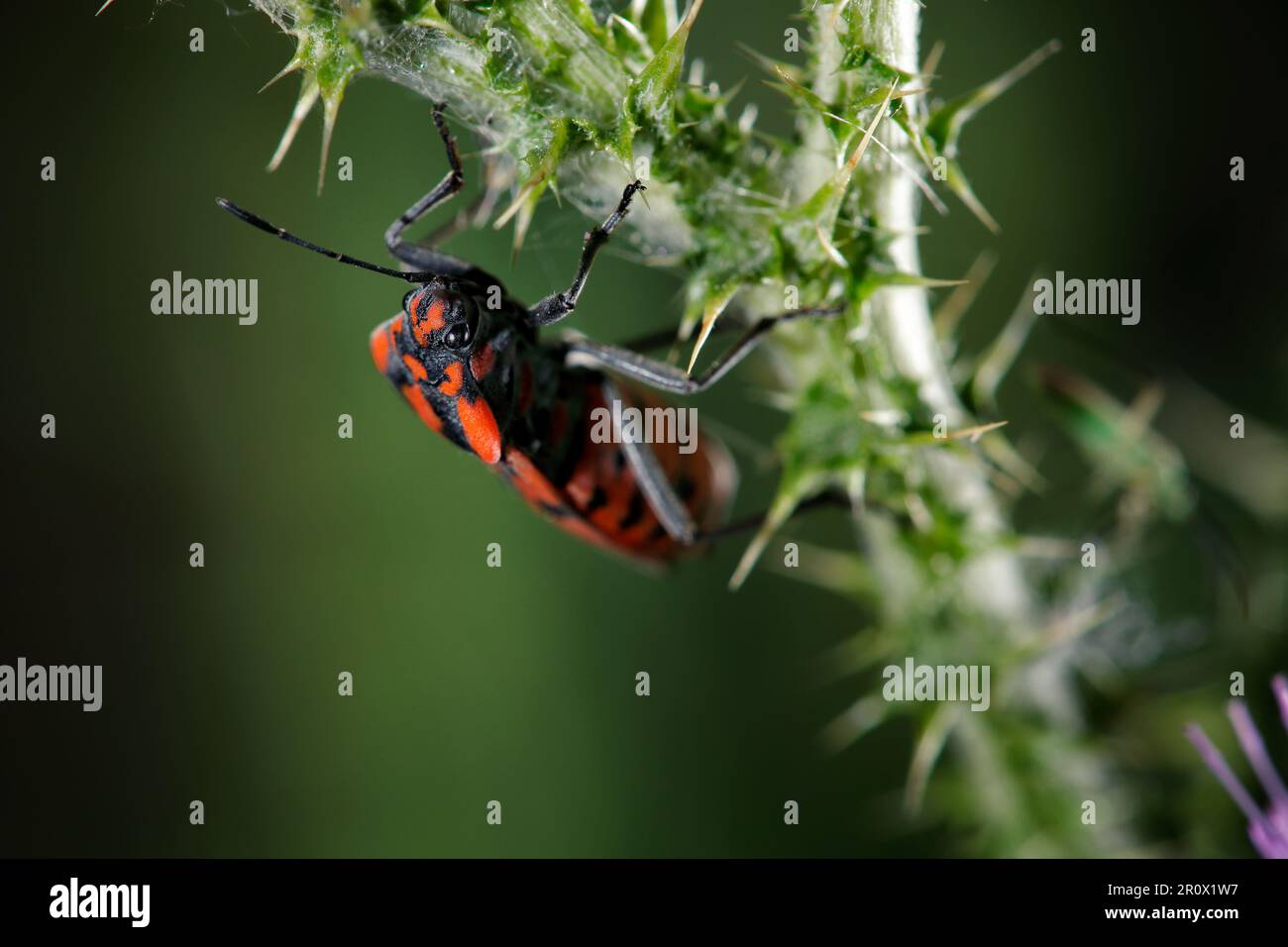 An insect climbing on the stem of a herbaceous plant Stock Photo - Alamy