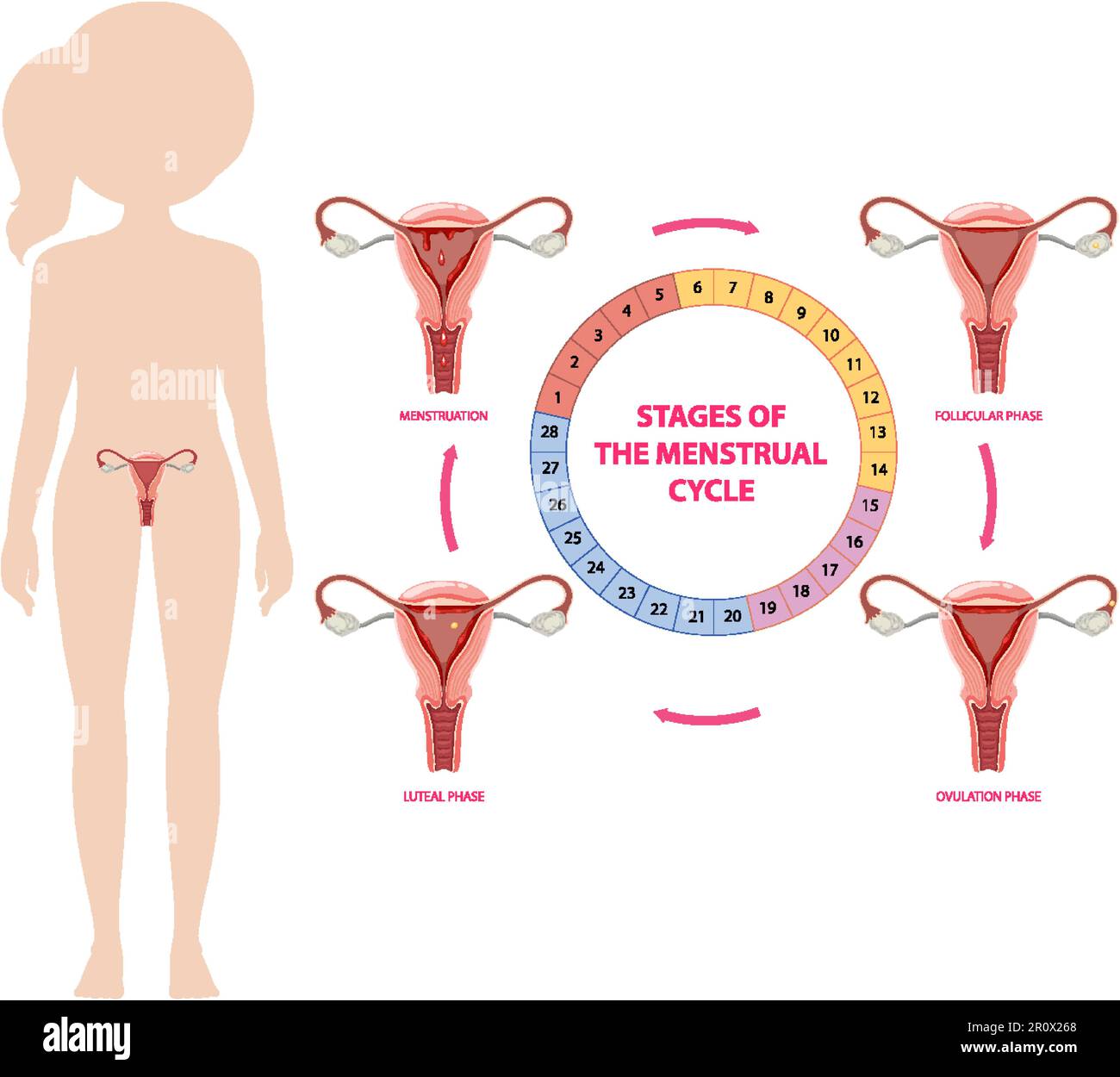 Infographic of stages of the menstrual cycle illustration Stock Vector Image & Art - Alamy