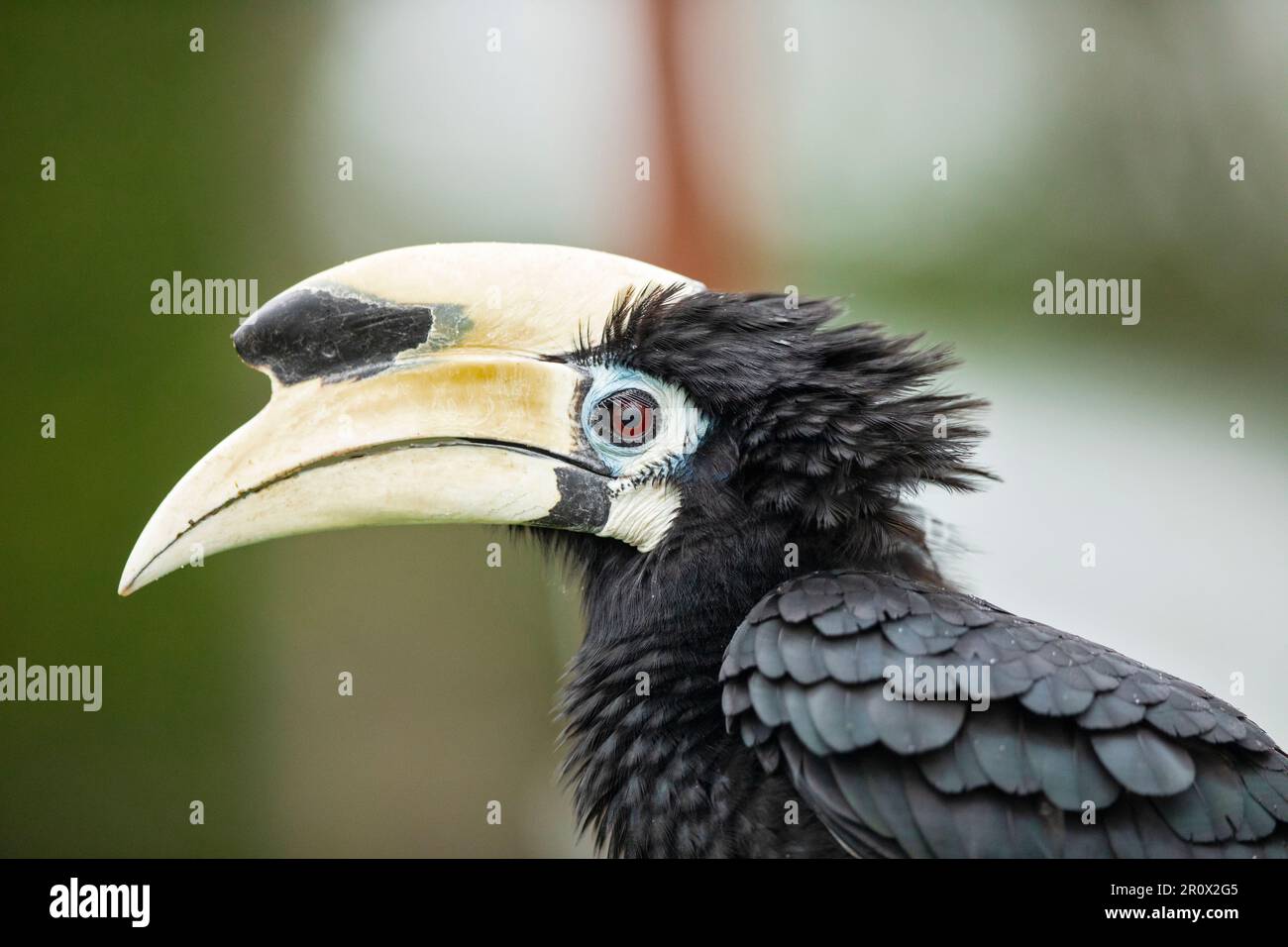 Piloerection hi-res stock photography and images - Alamy