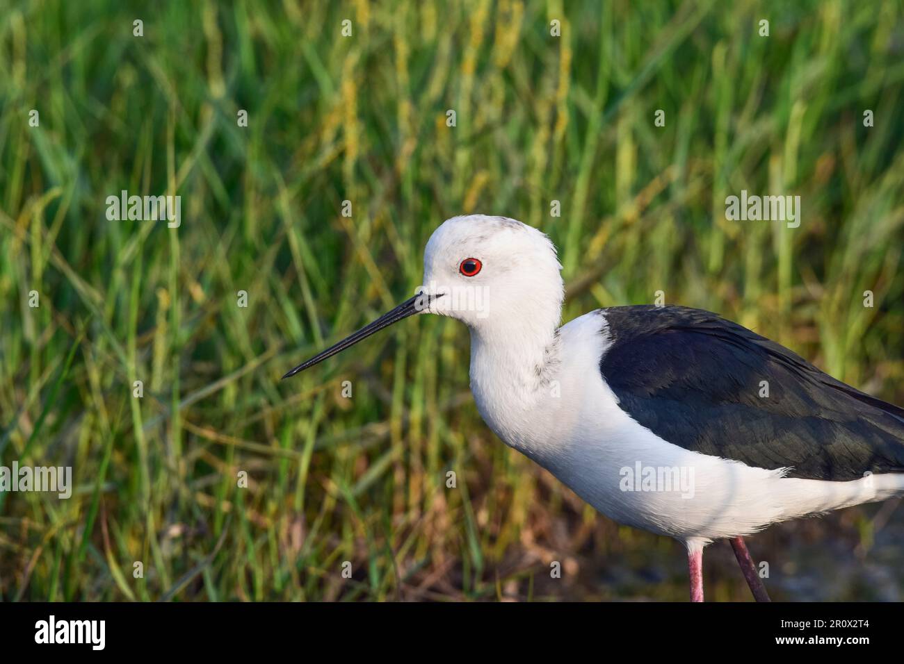 Beautiful Black-winged stilt near wetlands with water grass on ...