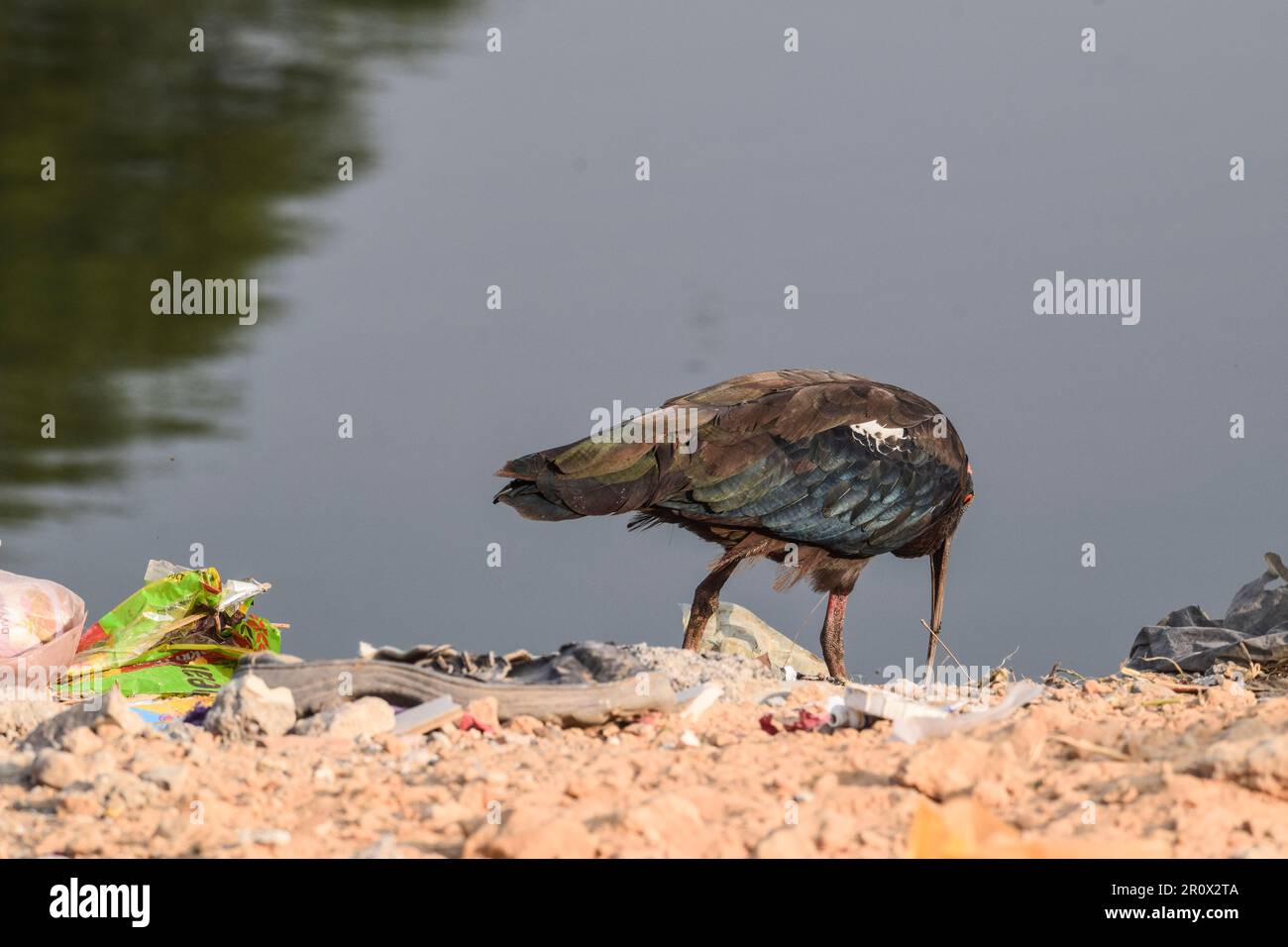 The black ibis hi-res stock photography and images - Alamy