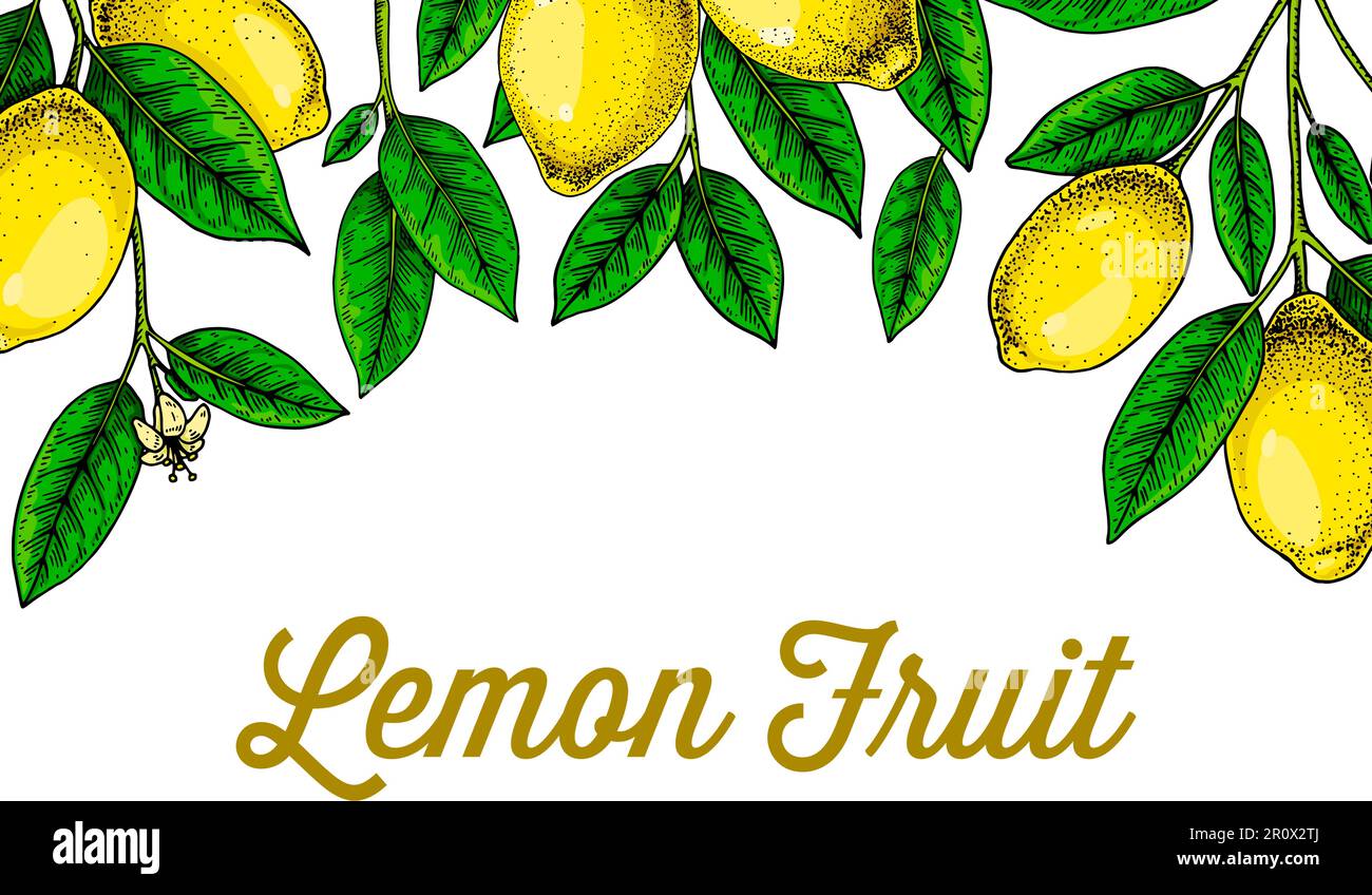 Horizontal lemon background. Hand drawn colorful vector illustration in ...