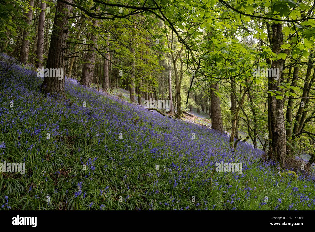 Brightly colored sunlit purple bluebell flowers against a natural green ...