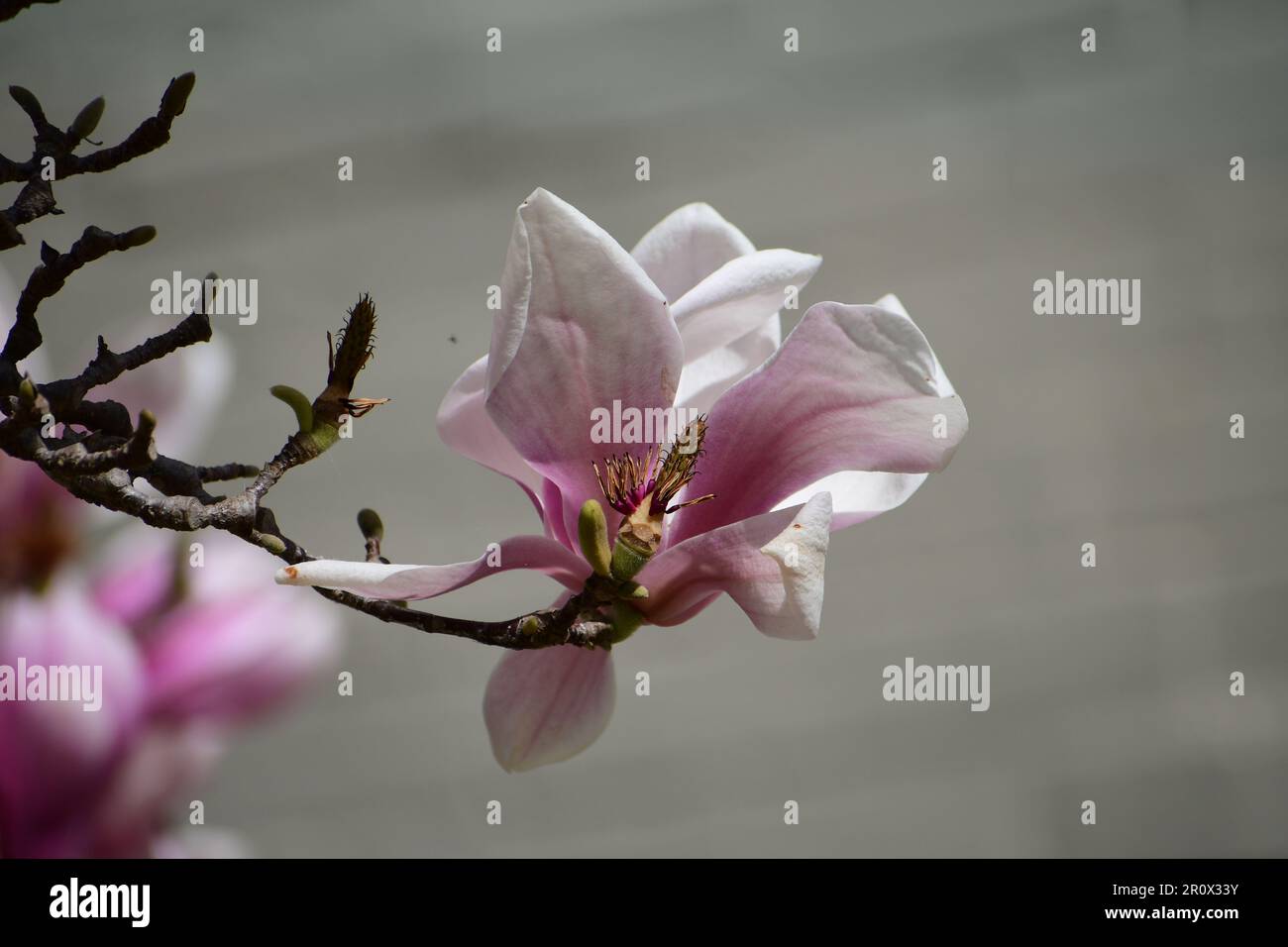 close up of saucer magnolia with bokeh, a hybrid flowering plant in the ...