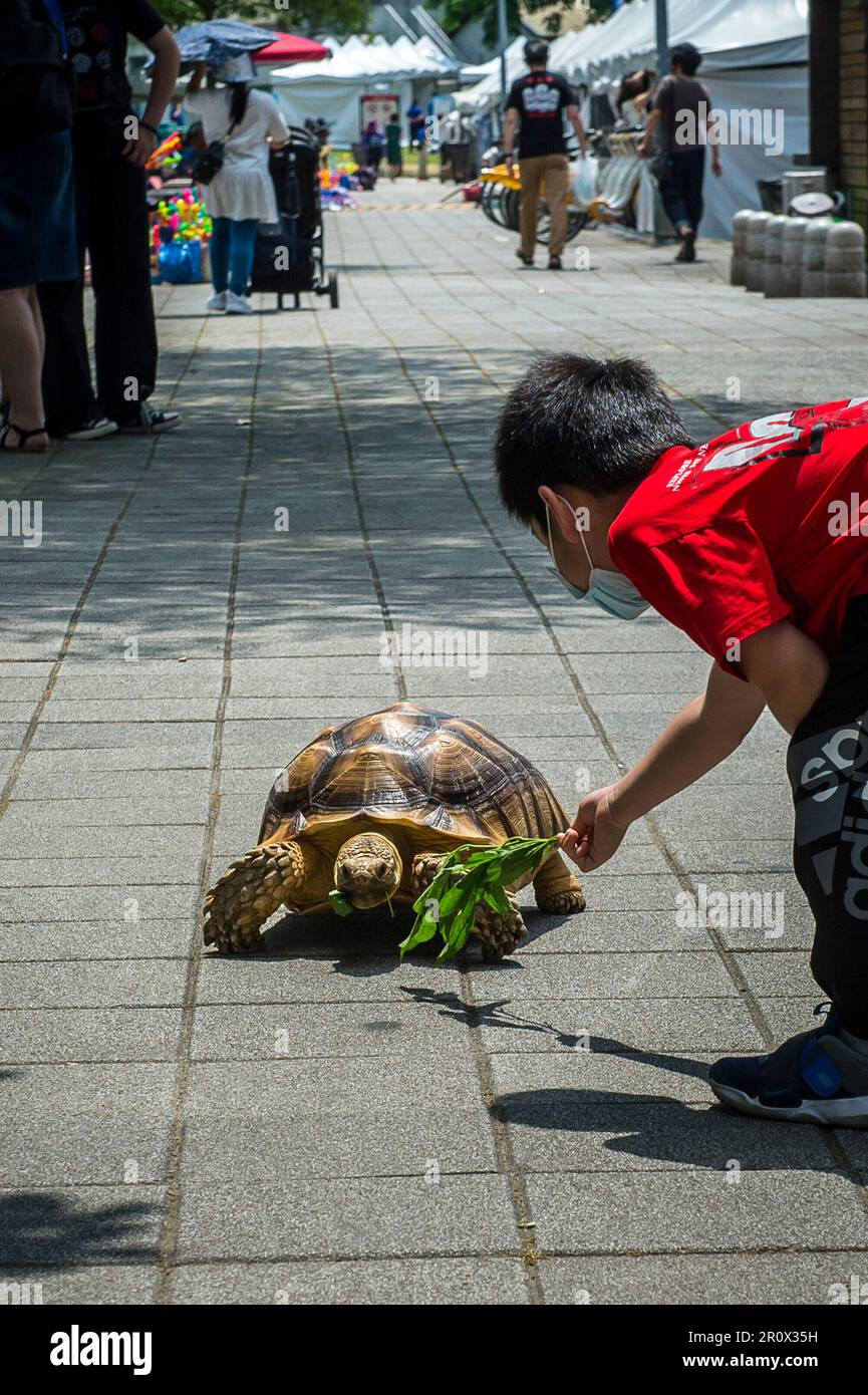 Taipei. 06th May, 2023. A boy feeds a turtle on the street in Taipei ...