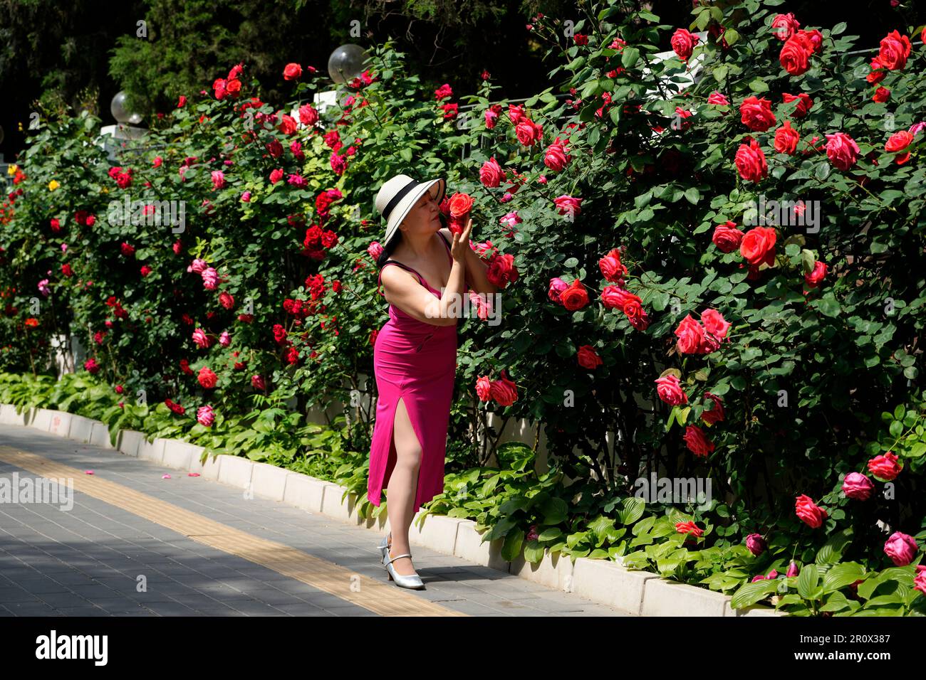 A woman poses for her friend next to flowers in Beijing, Wednesday, May ...