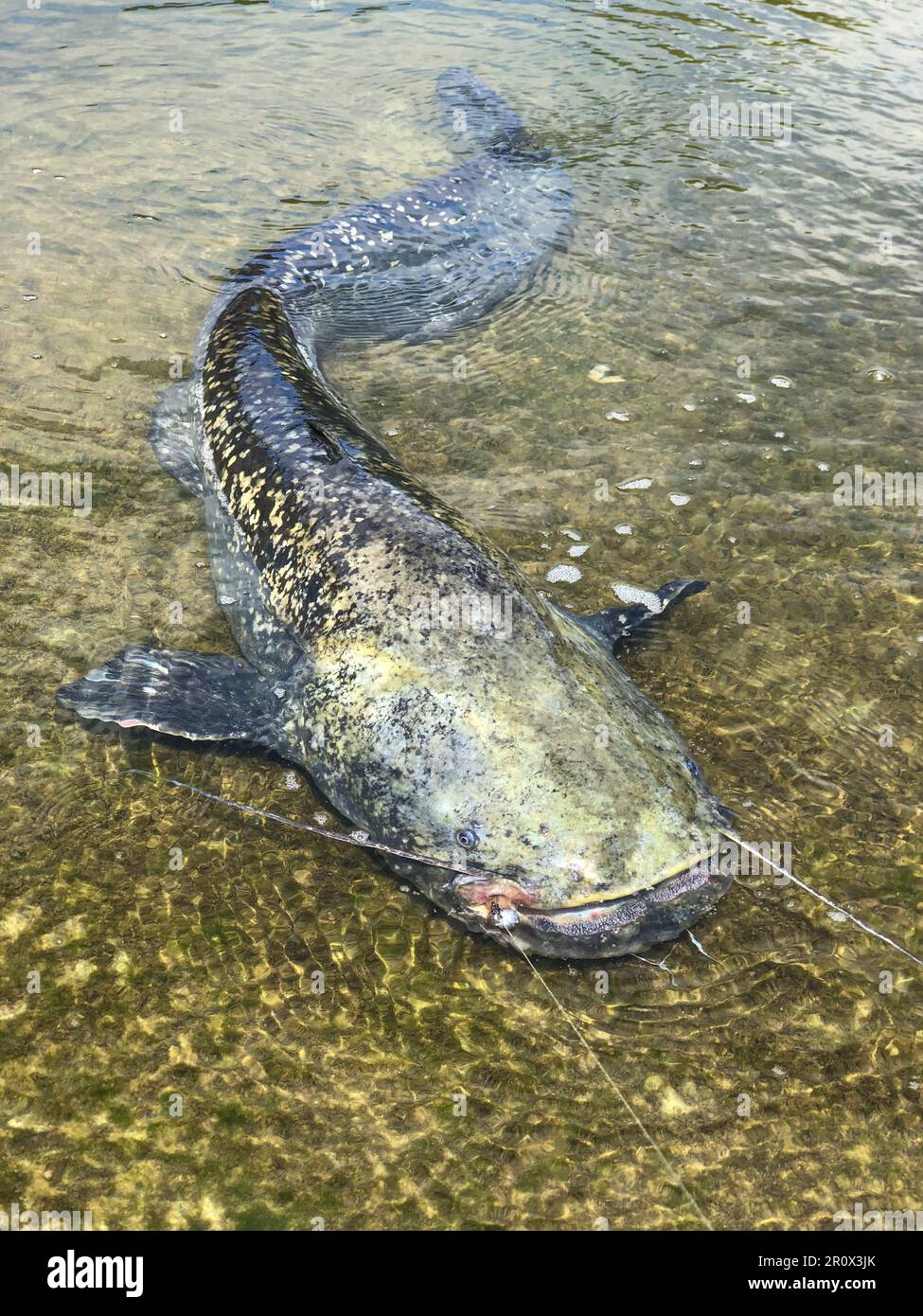Wels catfish underwater hi-res stock photography and images - Alamy
