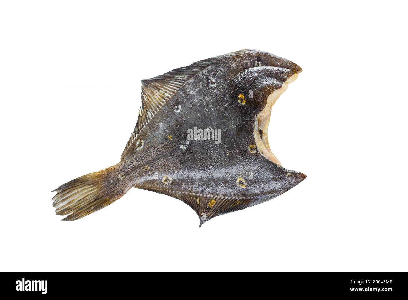 Raw flounder. Isolated on white background Stock Photo - Alamy