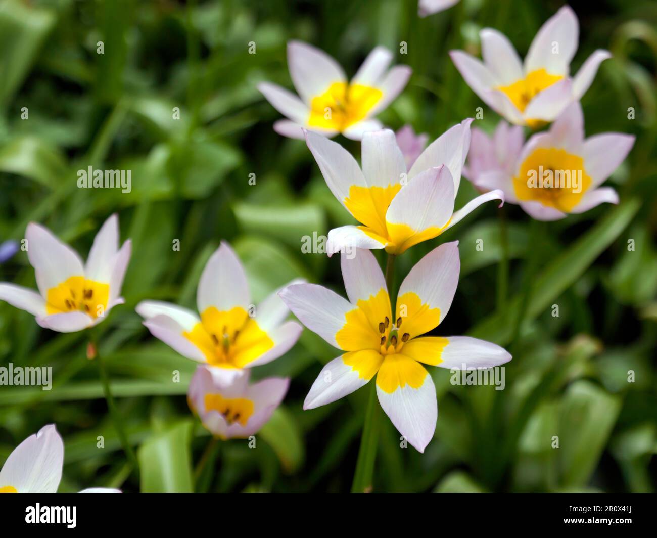 Kent flowers hi-res stock photography and images - Alamy