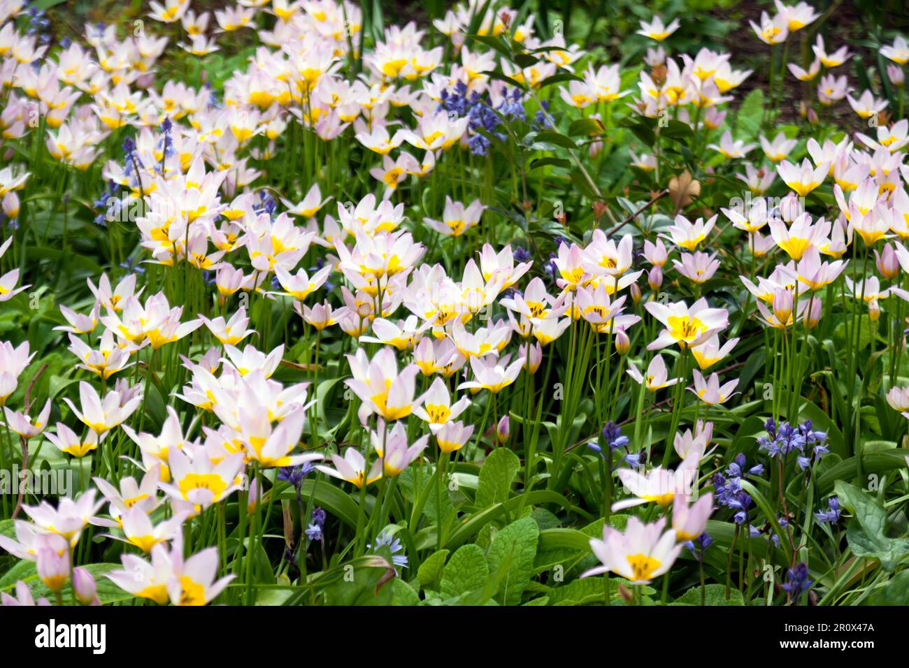 White and Yellow Tulips, and Bluebells in the Grounds of Walmer Castle ...