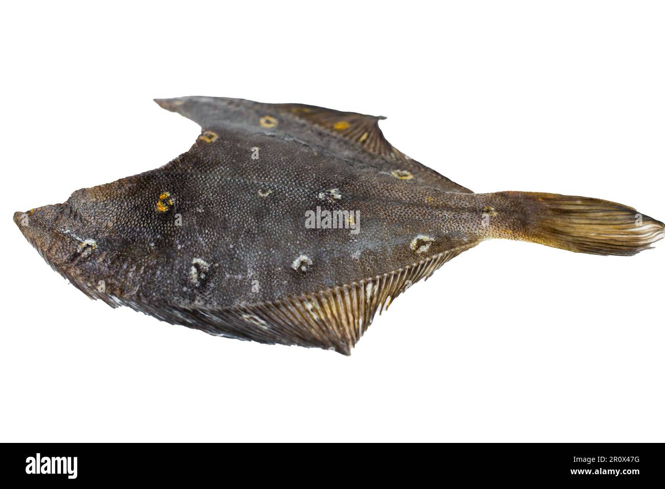 Raw flounder. Isolated on white background Stock Photo - Alamy