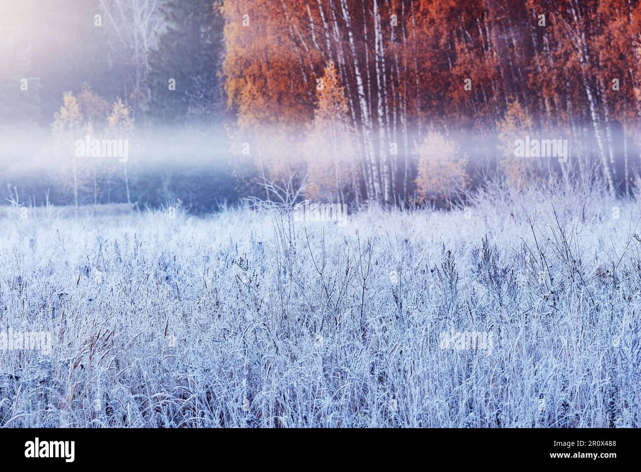 Fog above the meadow at cold autumn morning Stock Photo - Alamy