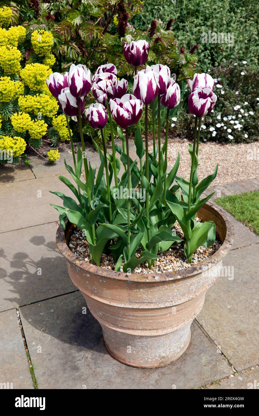 Tulips in container hi-res stock photography and images - Alamy