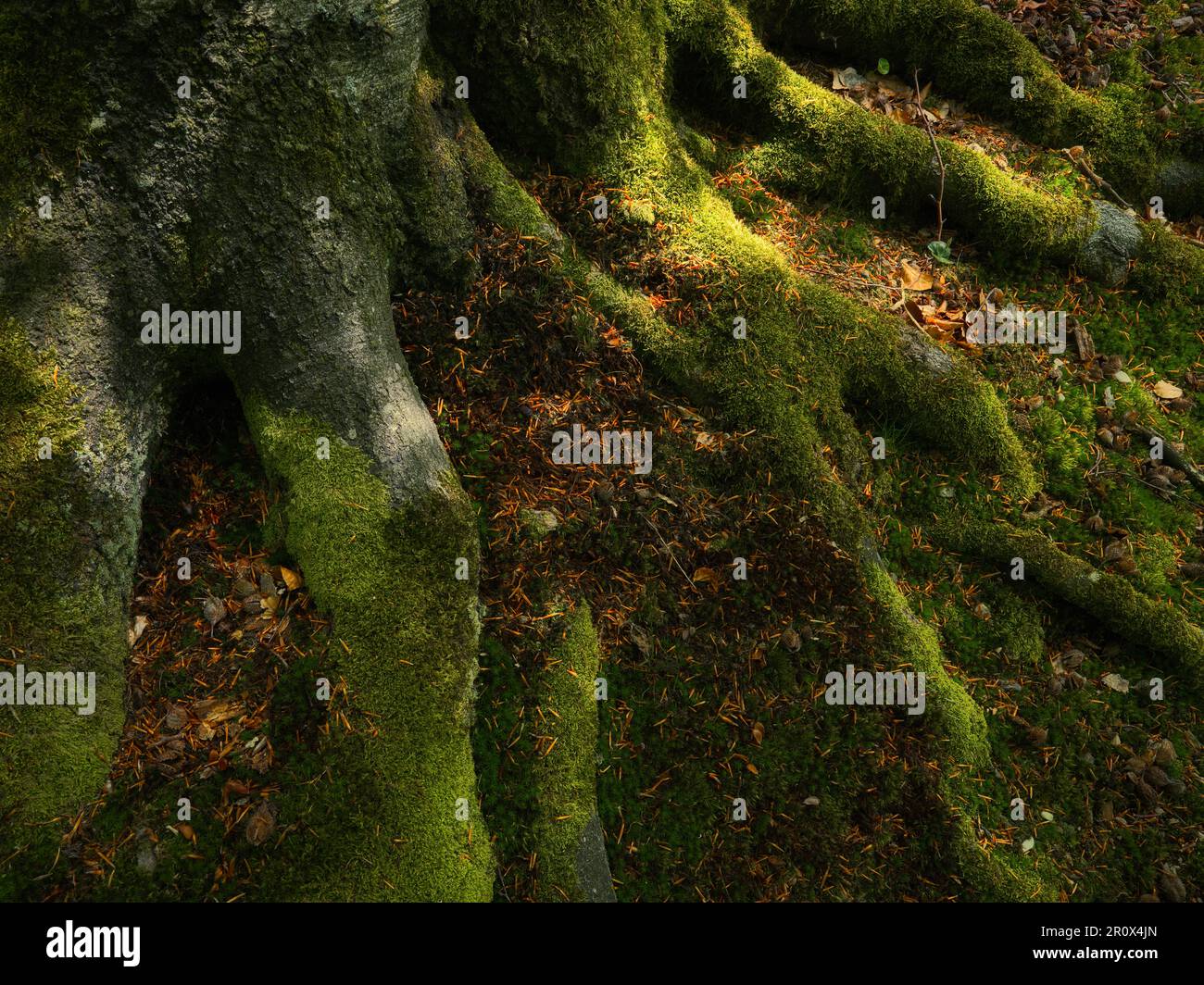Detail of tree roots covered with moss as a texture or background Stock ...