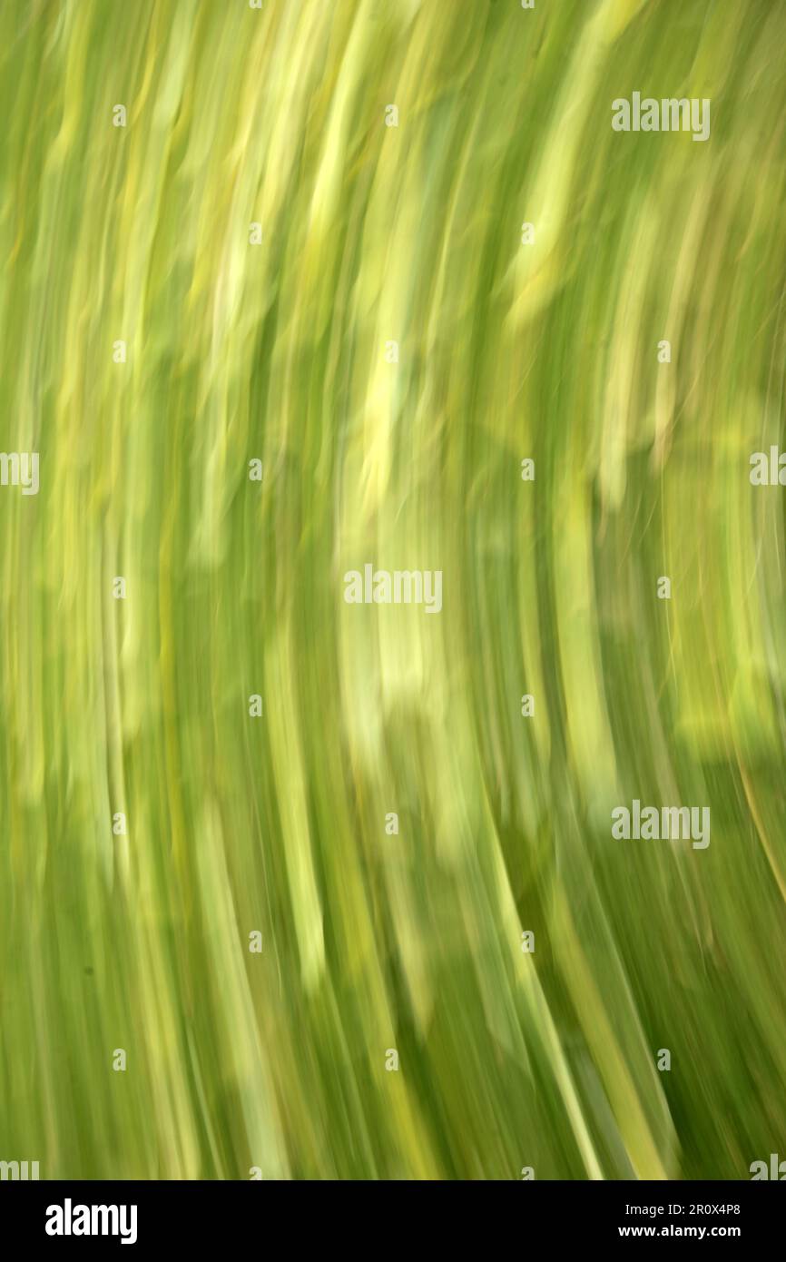 Abstract motion blur effect spring hi-res stock photography and images ...