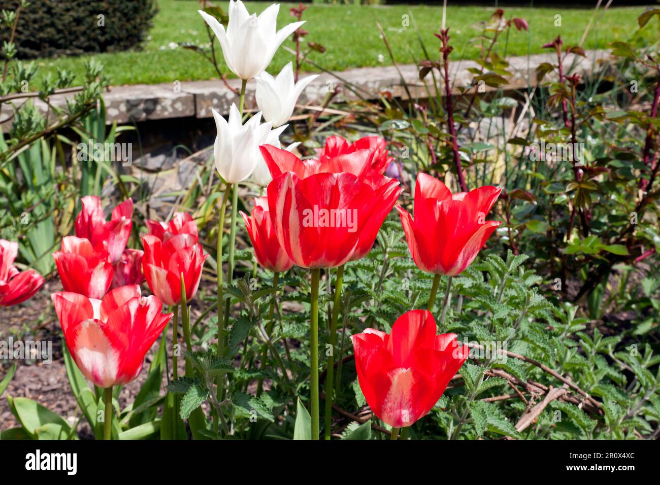 A mixture of White and Red Tulips growing in the Queen Elizabeth, the ...