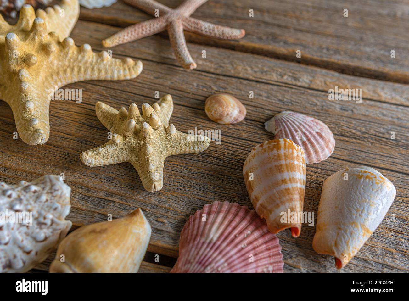 Seashells and stars in a still life Stock Photo - Alamy