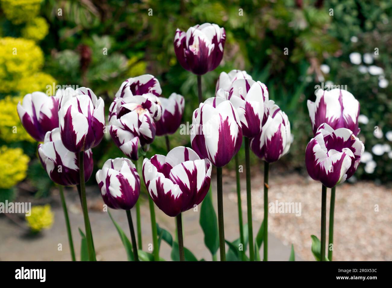 Close-up of some Variegated, Red and White Tulips in Queen Elizabeth ...