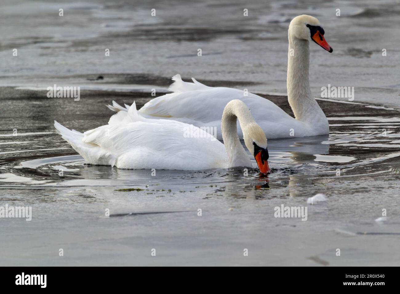 A close up of two swans swimming together in a lake Stock Photo - Alamy