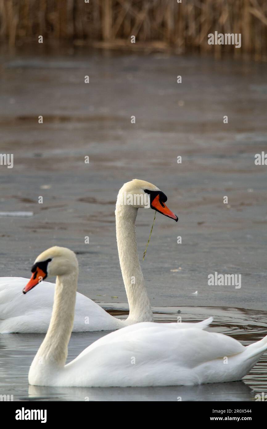 A vertical shot of two swans swimming together in a lake Stock Photo ...