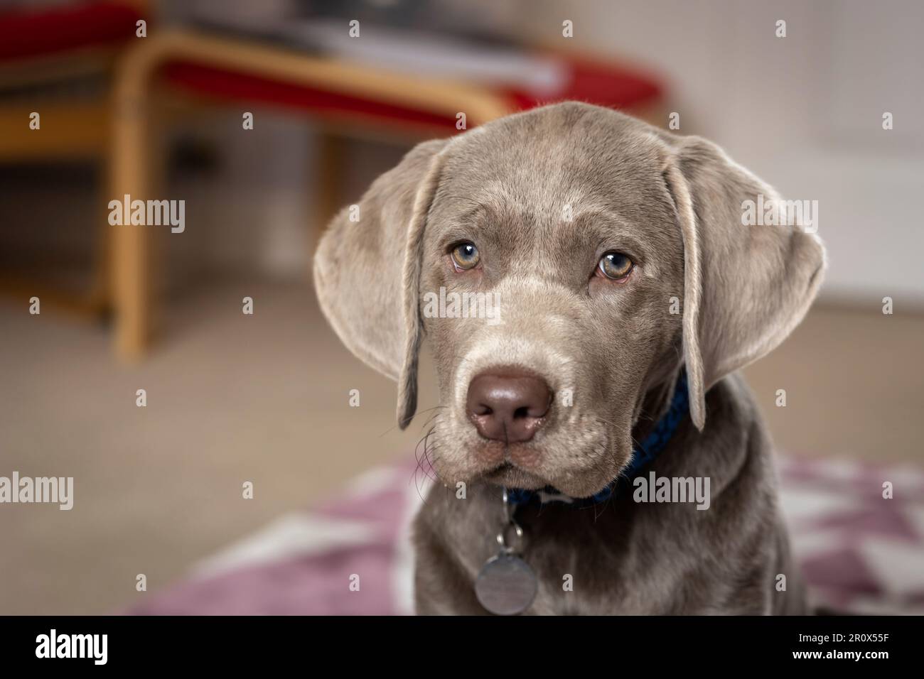 Head shot of 14 week old male silver labrador puppy Stock Photo - Alamy