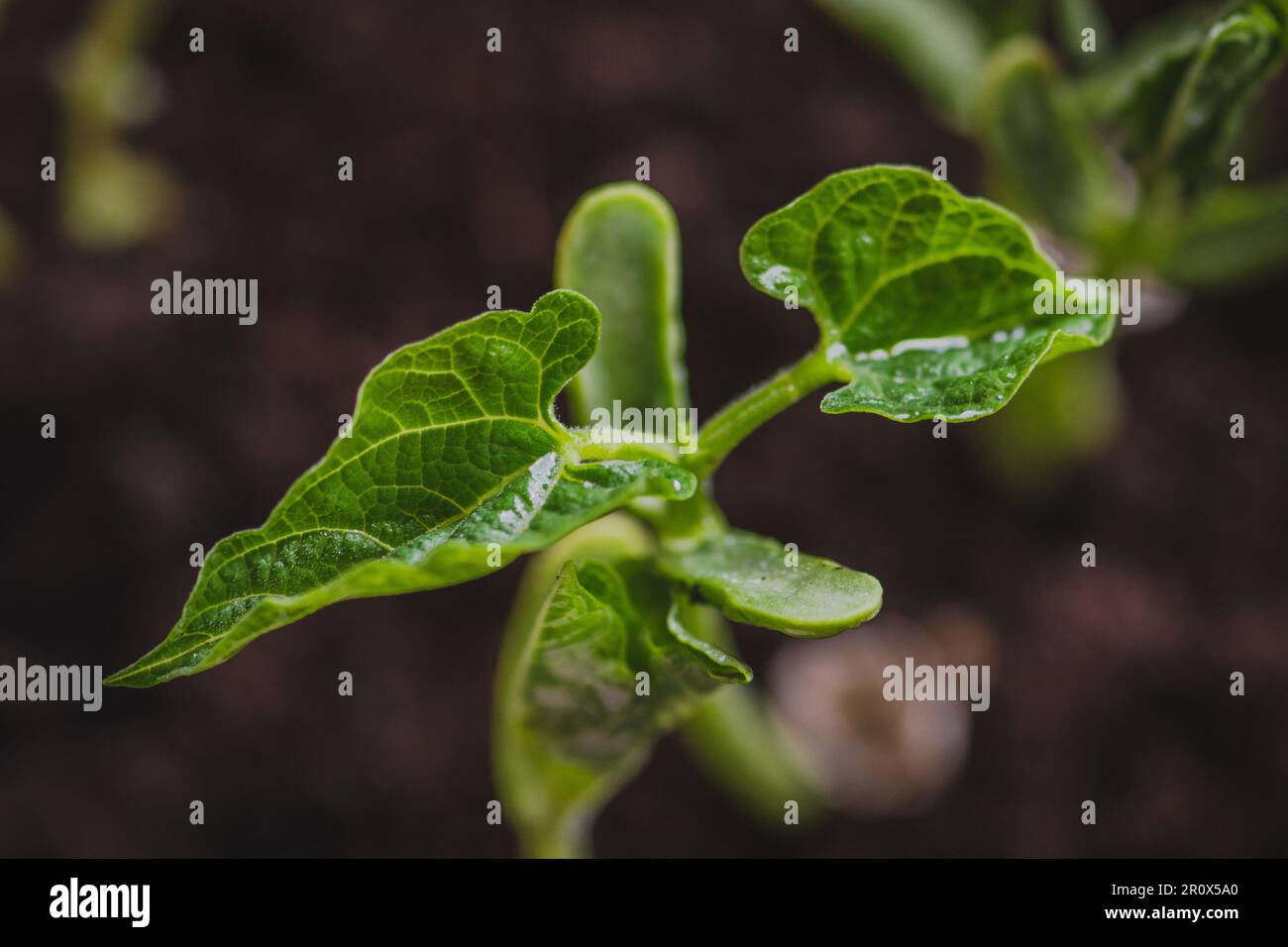 Bean seed in soil hi-res stock photography and images - Alamy