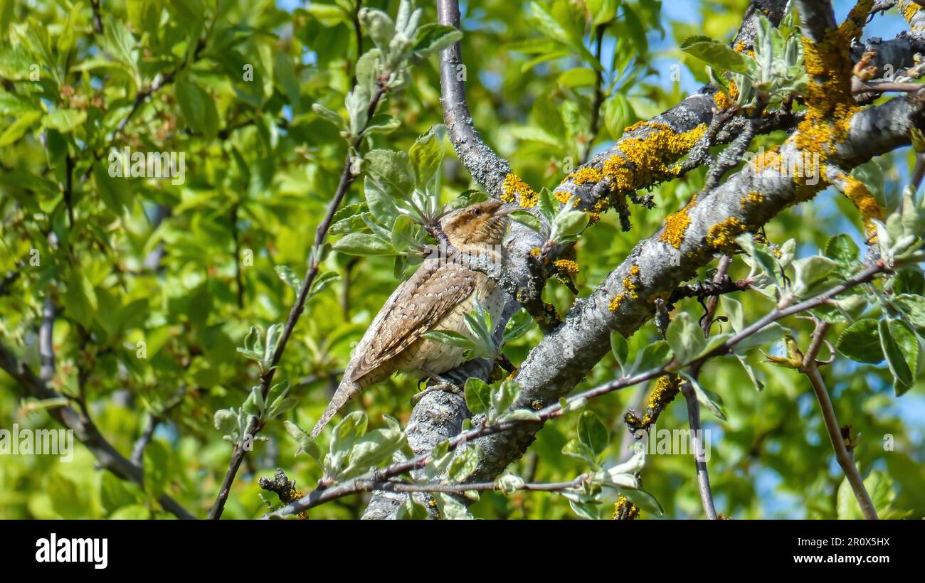 The Eurasian wryneck. Mating season, it sits in an apple tree Stock ...