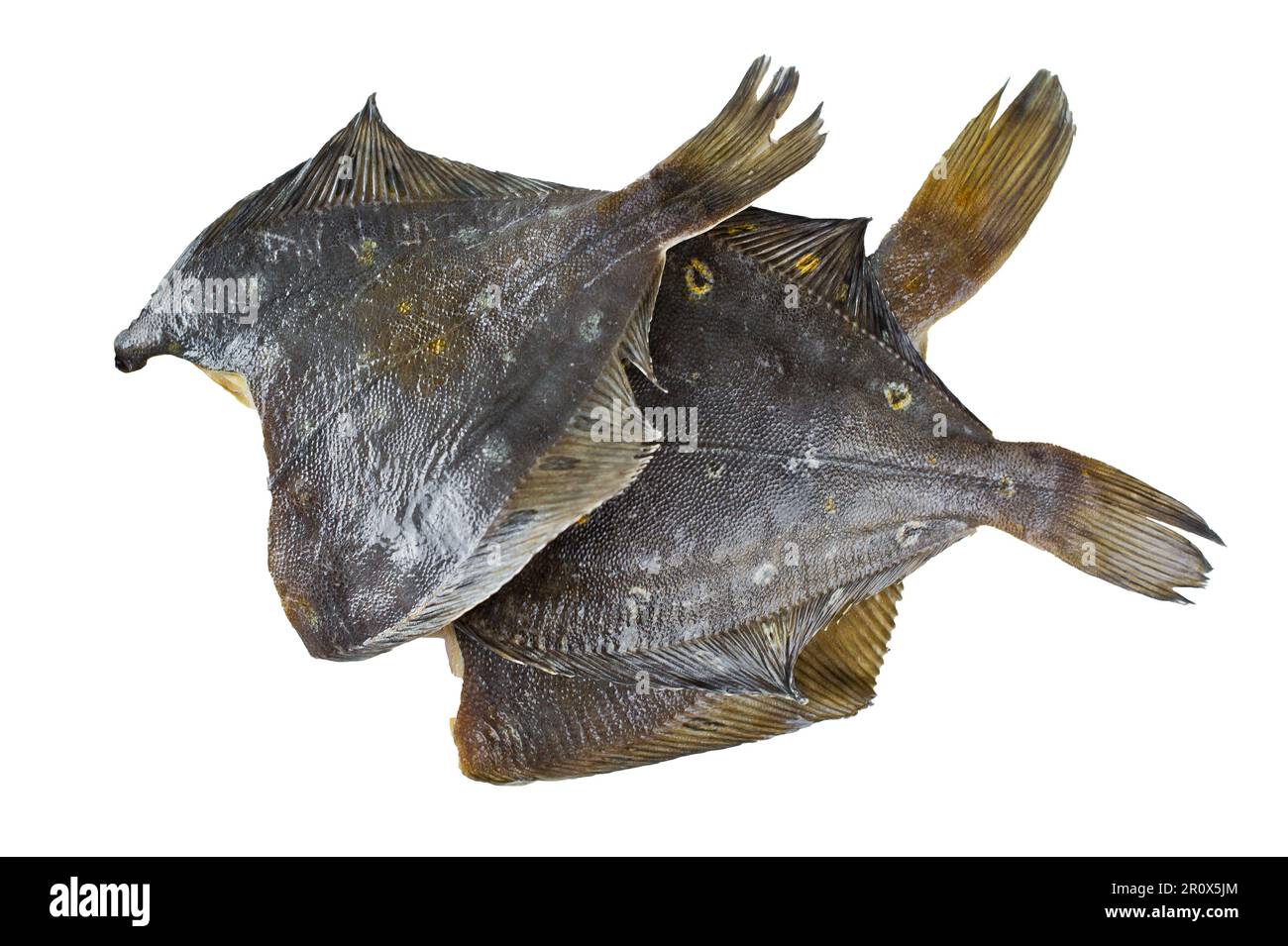 Raw plaice. Isolated on white background Stock Photo - Alamy
