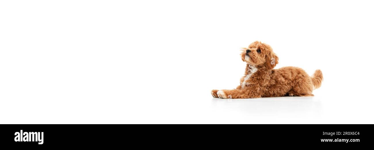 Studio shot of adorable curly red dog Maltipoo isolated over white ...