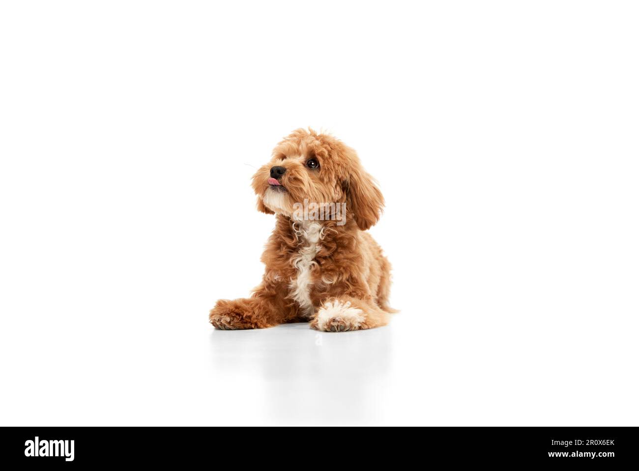 Portrait of cute joyful animal, Maltipoo with red fur posing isolated ...