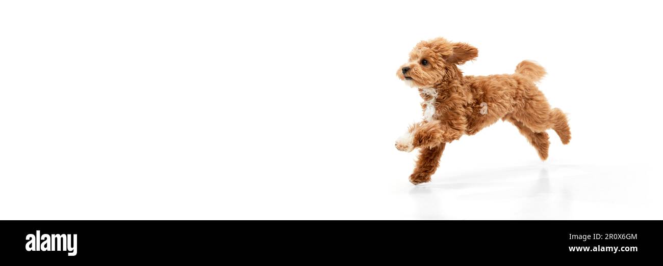 Portrait of cute joyful animal, Maltipoo with red fur jumping in motion ...