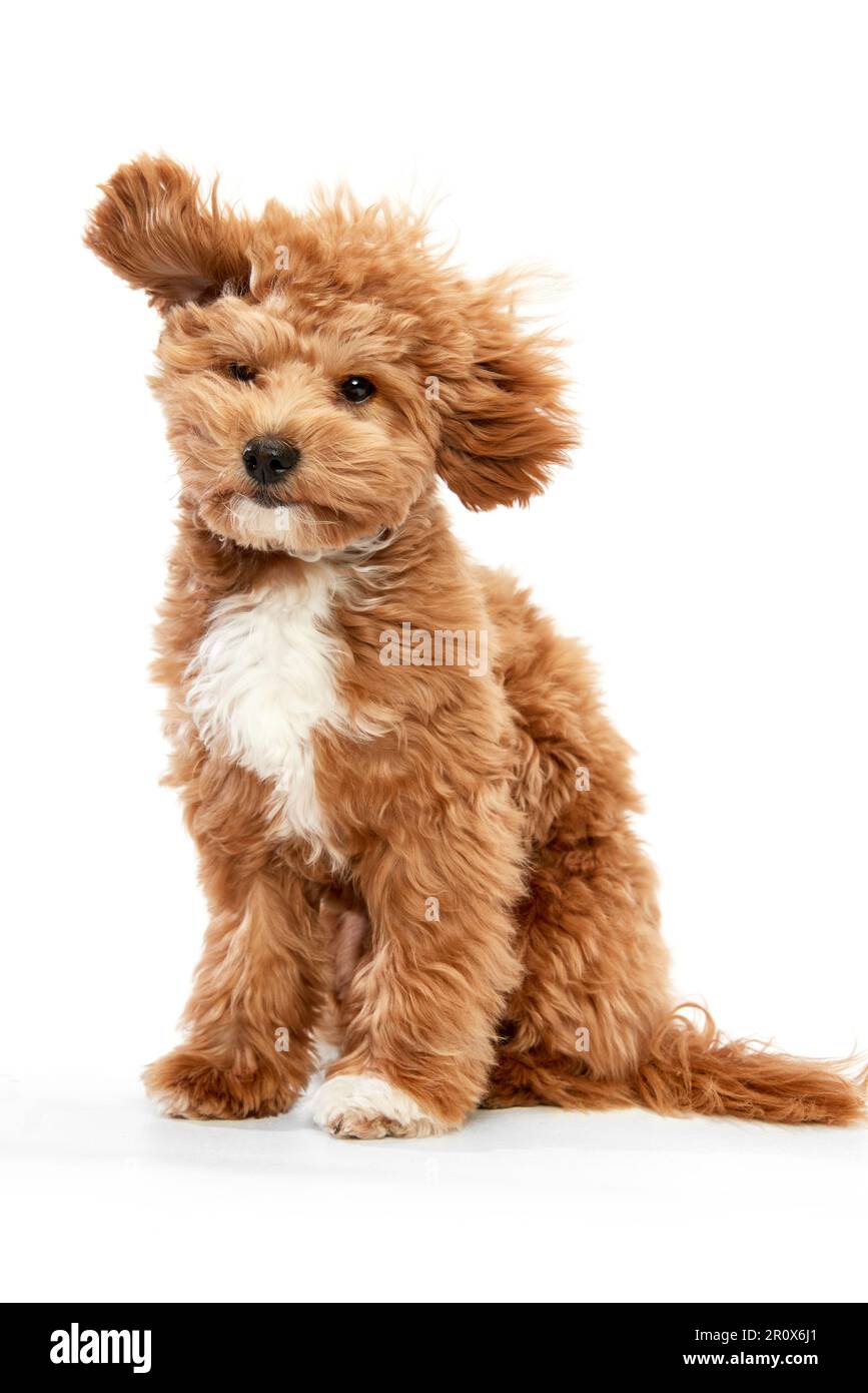 Portrait of cute, joyful animal Maltipoo breed with red fur and big ...