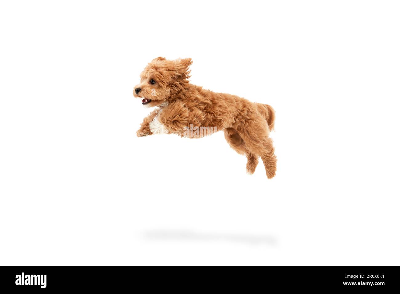 Portrait of cute joyful animal, Maltipoo with red fur jumping in motion ...