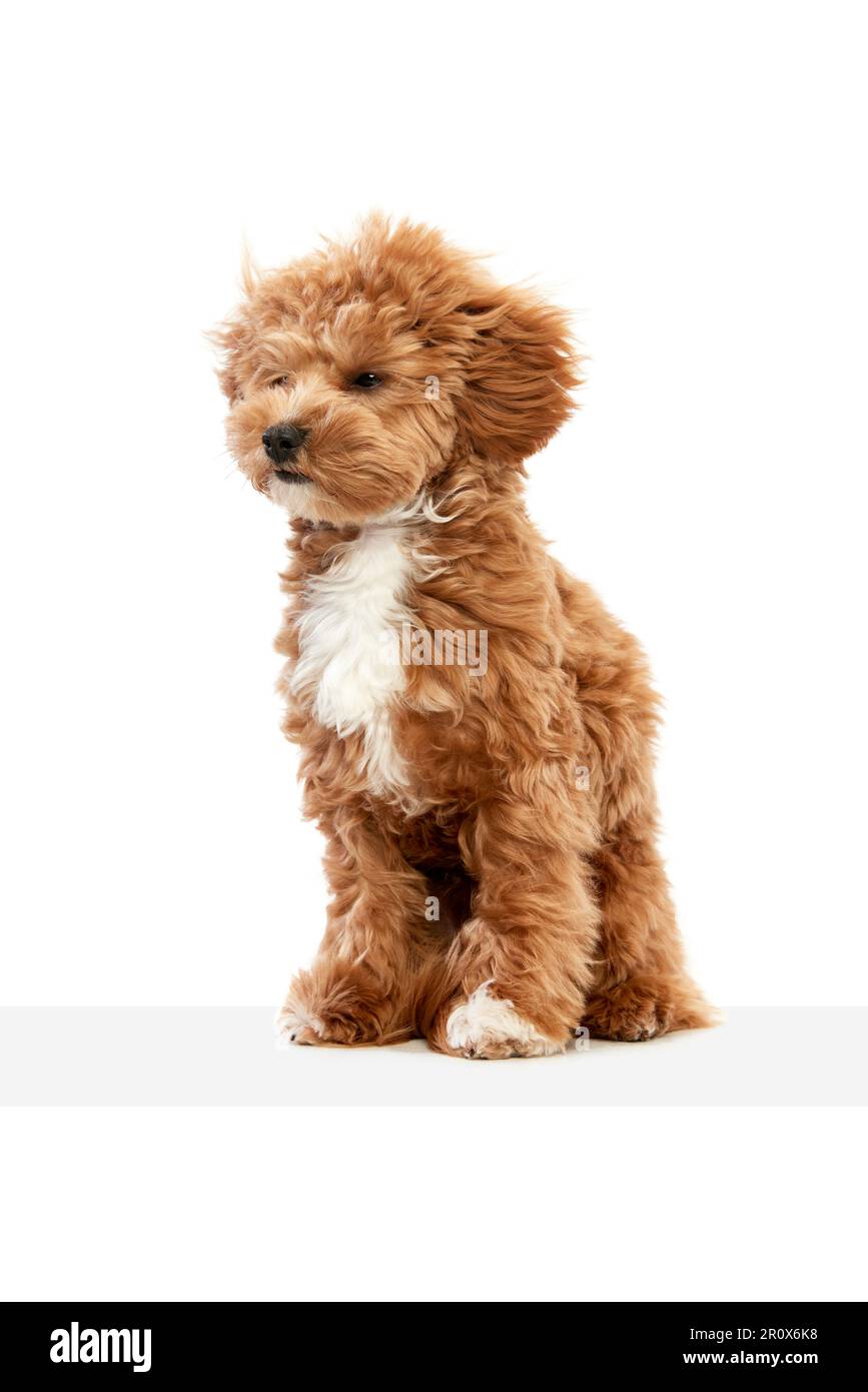 Portrait of little dog, Maltipoo breed with red fur looking at camera ...
