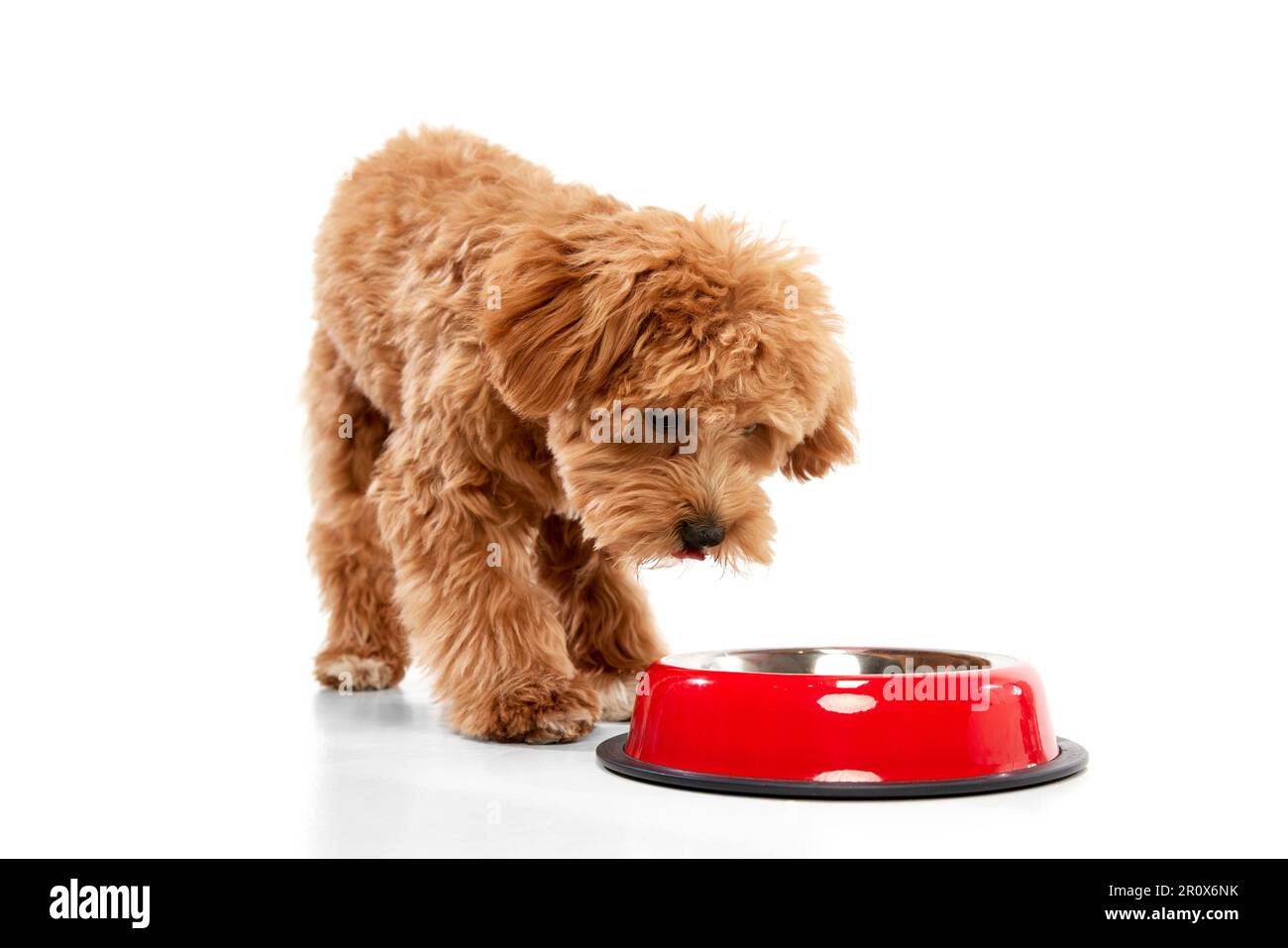 Dog food, diet. Shot of Maltipoo with brown fur standing near bowl ...