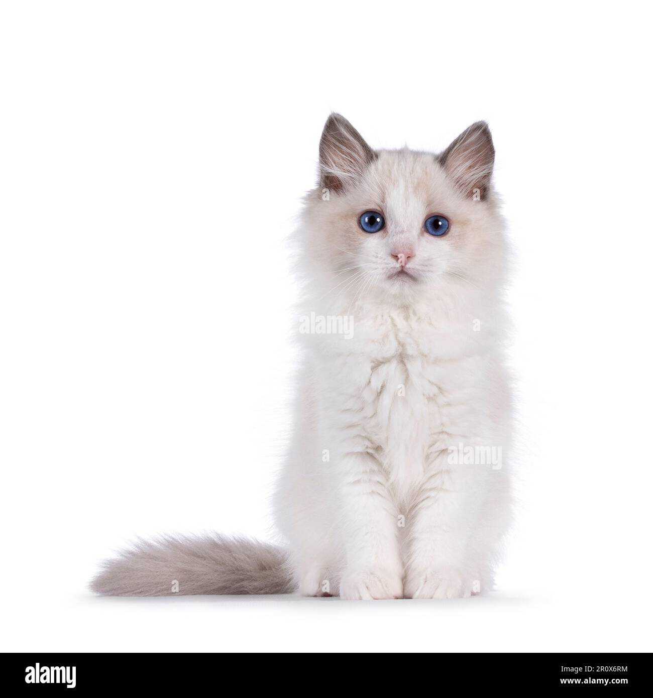 Fluffy bicolor Ragdoll cat kitten, sitting up facing front. Looking ...