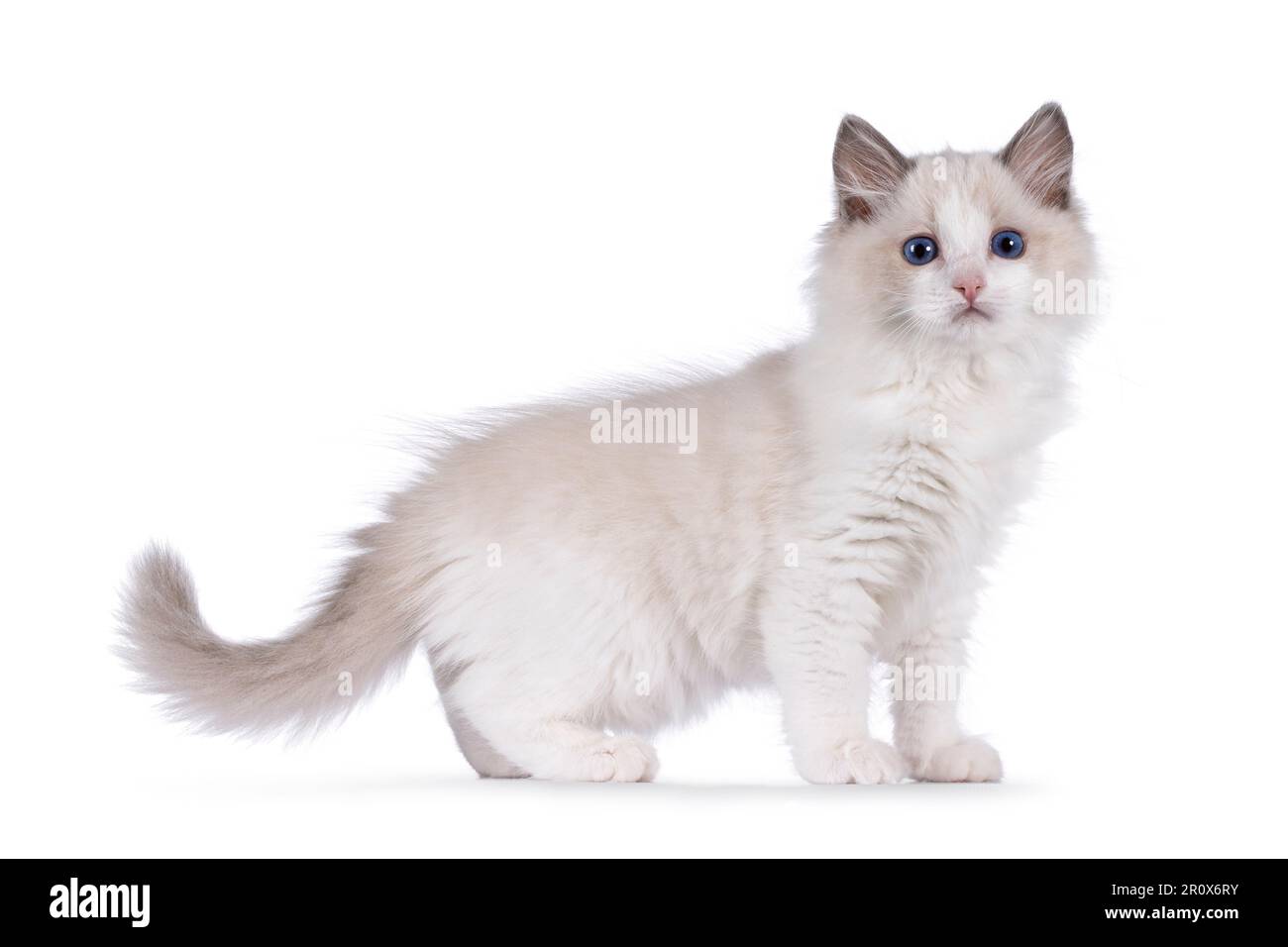 Cute bicolor Ragdoll cat kitten, standing side ways. Looking beside ...
